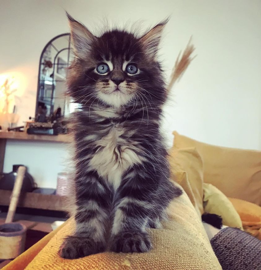 Maceo’s Gône’s SHEW BAKA - Chaton Maine coon Rhône